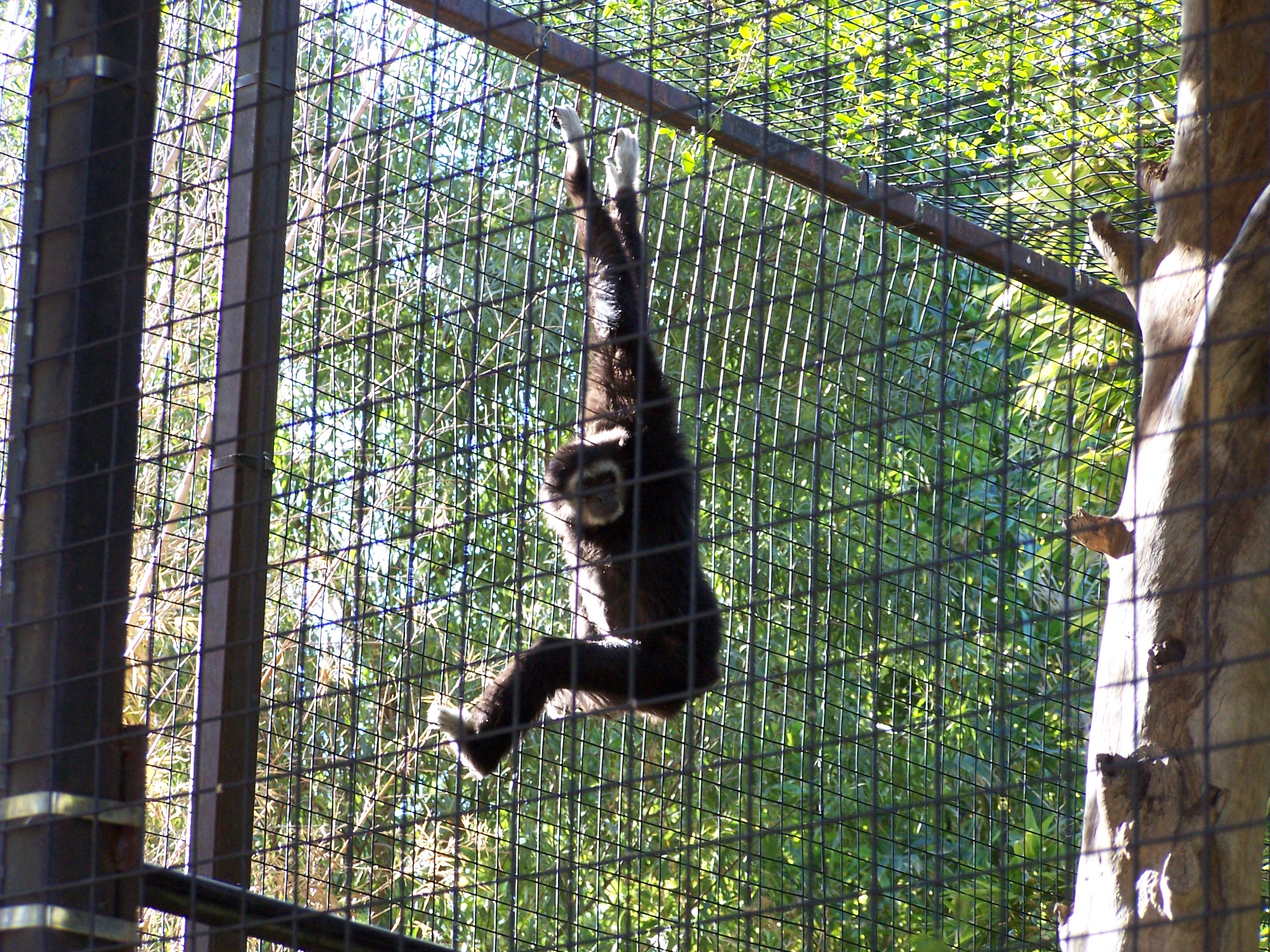 Index of /images/ReidParkZoo/